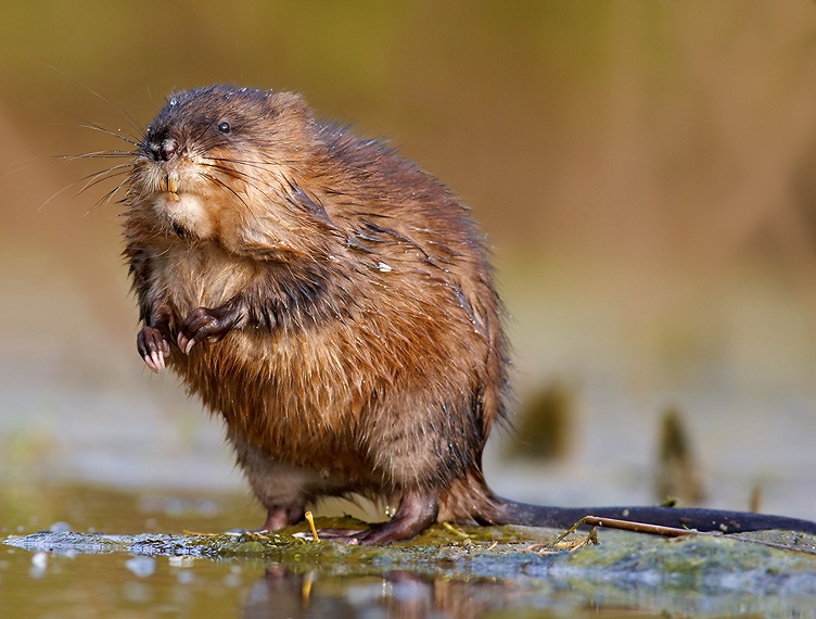 Která zvířátka žijí u vody? - Předškoláci - omalovánky, pracovní listy ...
