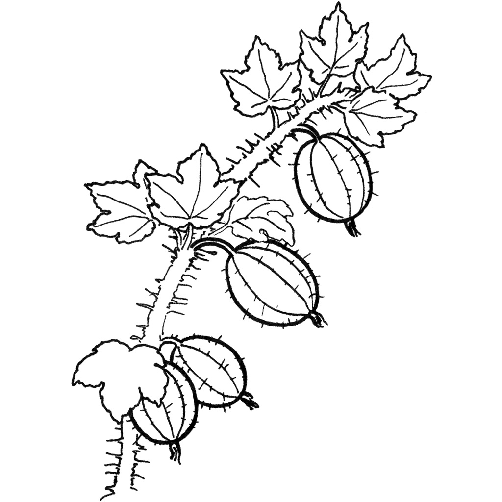 Ovoce - Předškoláci - omalovánky, pracovní listy » Předškoláci ...